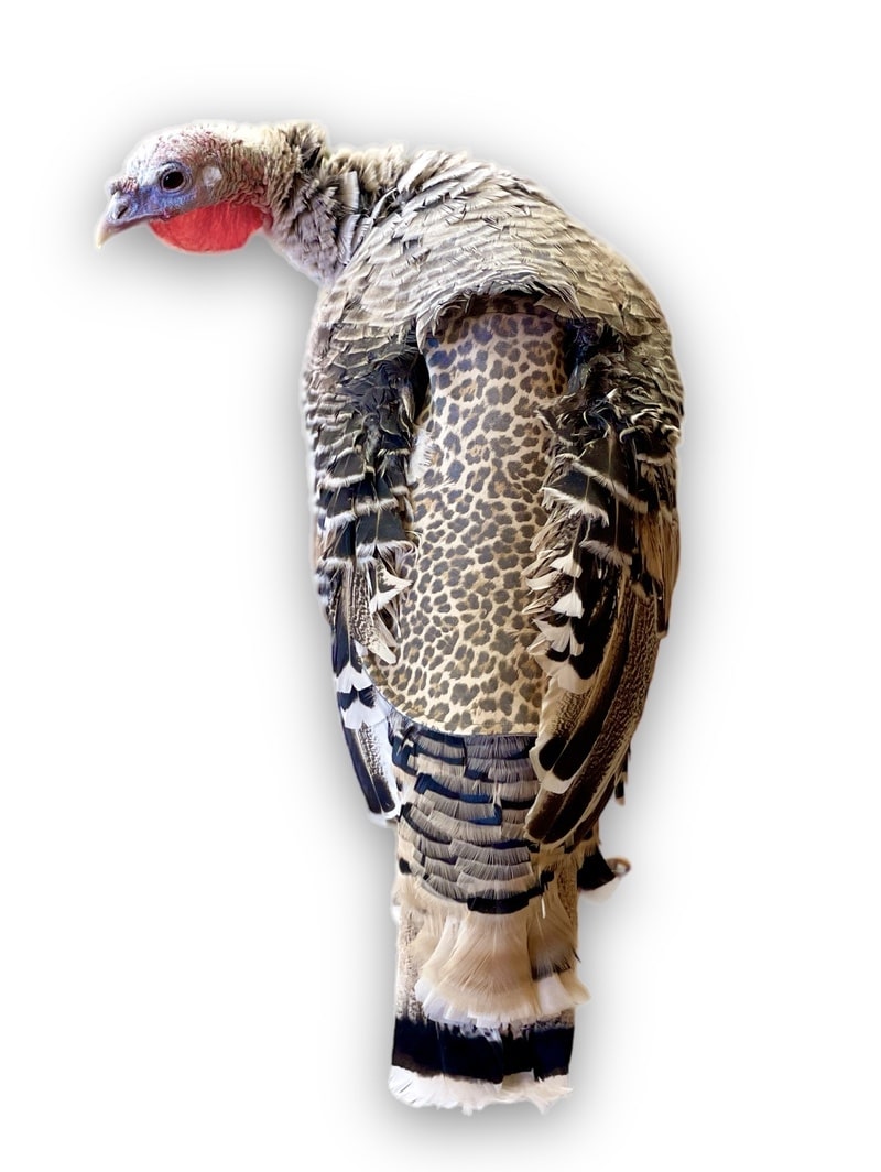 How To Pet A Turkey, Hug A Cow & Cuddle A Chicken - WhereGalsWander