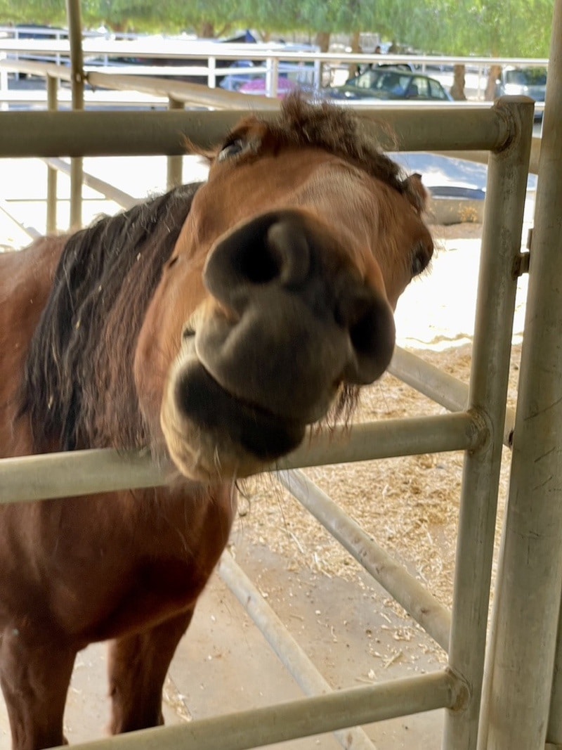 How To Pet A Turkey, Hug A Cow & Cuddle A Chicken - WhereGalsWander
