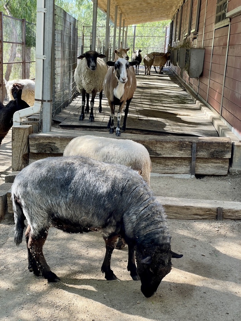 How To Pet A Turkey, Hug A Cow & Cuddle A Chicken - WhereGalsWander
