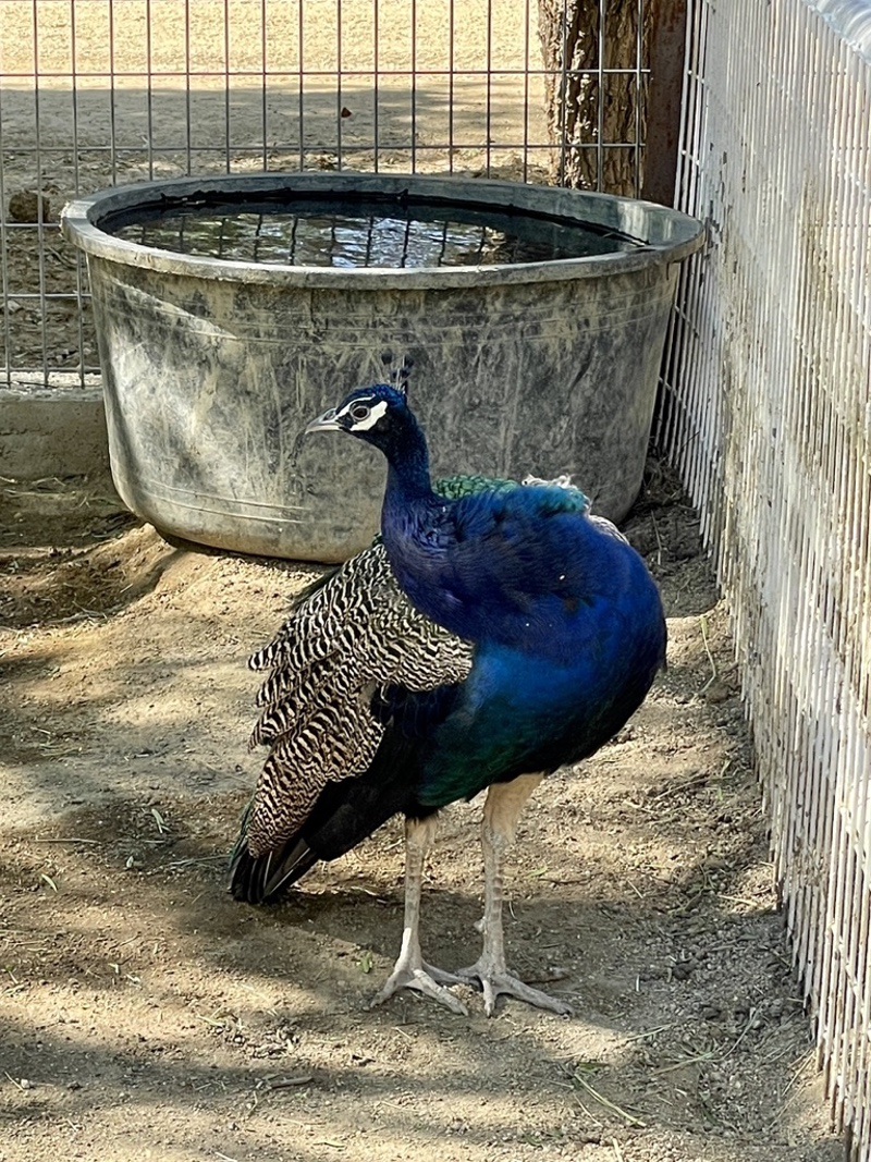 How To Pet A Turkey, Hug A Cow & Cuddle A Chicken - WhereGalsWander